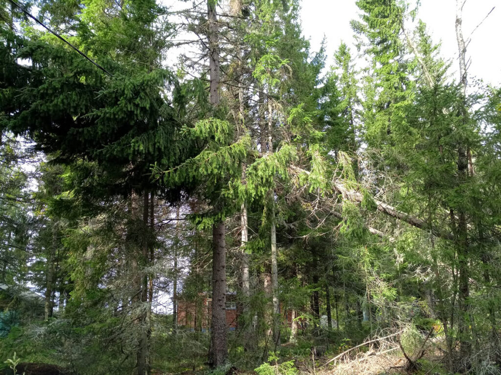 Ilmatieteen laitos antanut tuulivaroituksen tiistaille 15.6.2021 ...